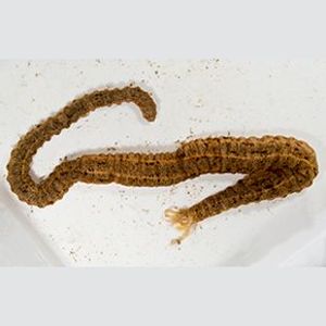 The Biodiversity of Singapore- Synaptidae sp. INT-0037