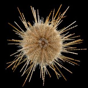 The Biodiversity of Singapore- Temnopleurus sp. 2