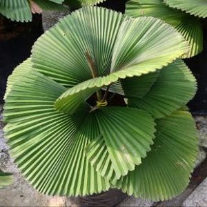 The Biodiversity of Singapore- Licuala orbicularis