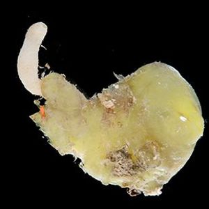 The Biodiversity of Singapore- Solitary ascidian sp. 20