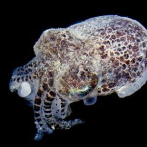 The Biodiversity of Singapore- Sepiolidae sp. 1