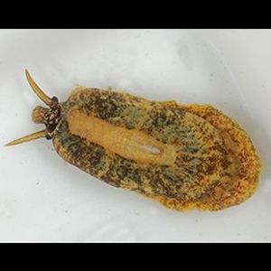 The Biodiversity of Singapore- Scutus sp. 7