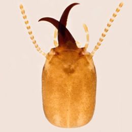 The Biodiversity of Singapore- Microcerotermes duplex