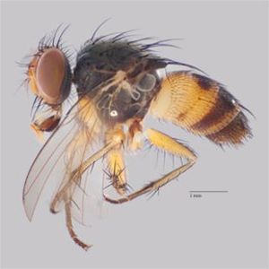 The Biodiversity of Singapore- Pygophora sp. ZRC_BDP00021641