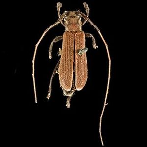 The Biodiversity of Singapore- Serixia (Xyaste) nigripes