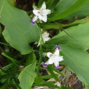The Biodiversity of Singapore- Curcuma parviflora