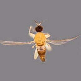 The Biodiversity of Singapore- Elaphropeza ubinensis