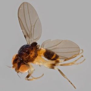 The Biodiversity of Singapore- Mycodrosophila sp. ZRC_BDP0296167