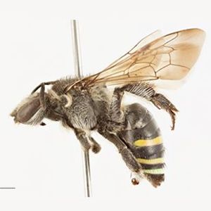 The Biodiversity of Singapore- Nomia (Hoplonomia) incerta