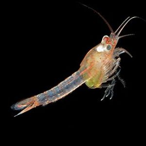 The Biodiversity of Singapore- Mysida sp. SS-0334