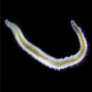 The Biodiversity of Singapore- Chrysopetalidae sp. 5