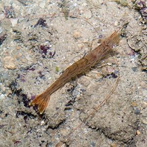 The Biodiversity of Singapore- Penaeidae sp.