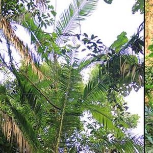 The Biodiversity of Singapore- Daemonorops angustifolia