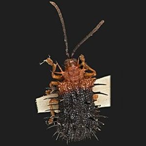 The Biodiversity of Singapore- Dactylispa oberthuri