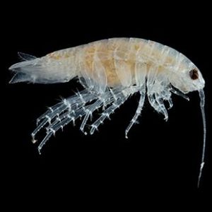 The Biodiversity of Singapore- Cymothooidea sp. 27
