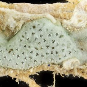The Biodiversity of Singapore- Colonial ascidian sp. 19