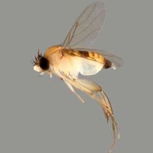 The Biodiversity of Singapore- Phoridae sp. ZRC_BDP0032808