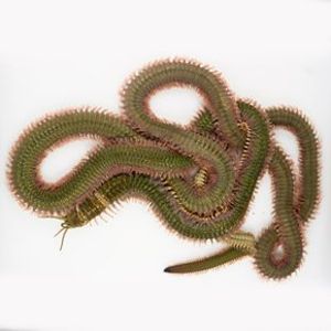 The Biodiversity of Singapore- Eunice sp. 2