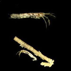 The Biodiversity of Singapore- Amphipoda sp. 4