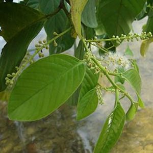 The Biodiversity of Singapore- Prunus polystachya