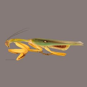 The Biodiversity of Singapore- Rhombodera sp. ZRCBDP0071868
