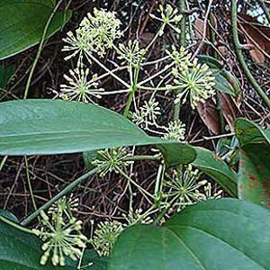 The Biodiversity of Singapore- Smilax setosa