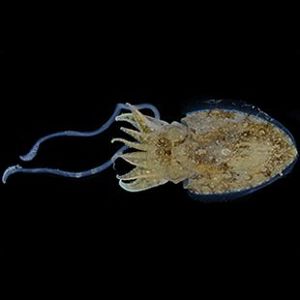 The Biodiversity of Singapore- Sepia cf. recurvirostra