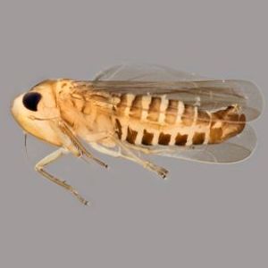 The Biodiversity of Singapore- Hemiptera sp. ZRC_BDP0109904