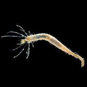 The Biodiversity of Singapore- Flabelligeridae sp. 4