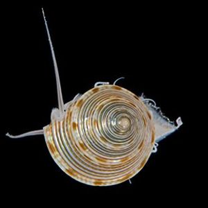 The Biodiversity of Singapore- Jewel snail sp.