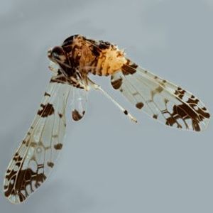 The Biodiversity of Singapore- Hemiptera sp. ZRC_BDP0112477