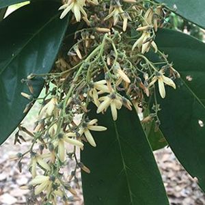 The Biodiversity of Singapore- Vatica umbonata