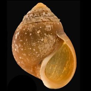 The Biodiversity of Singapore- Assiminea sp. "cf. brevicula ZRC_BDP ...