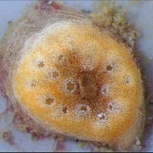 The Biodiversity of Singapore- Colonial ascidian sp. 18