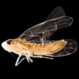 The Biodiversity of Singapore- Hemiptera sp. ZRC_BDP0143535