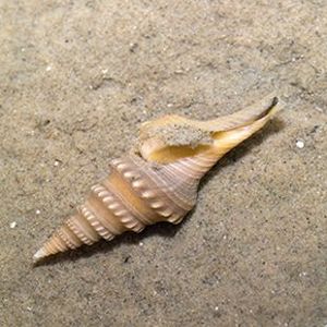 The Biodiversity of Singapore- Turricula javana