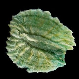 The Biodiversity of Singapore- Myzostomida sp. SS-1103