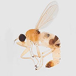 The Biodiversity of Singapore- Elaphropeza semakau