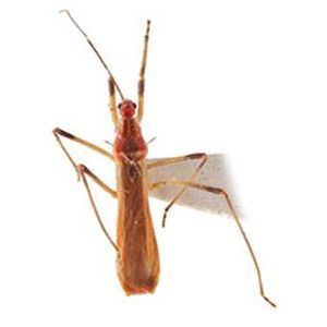 The Biodiversity of Singapore- Polytoxus fuscovittatus