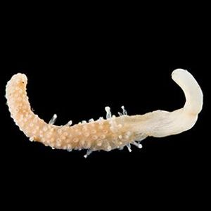 The Biodiversity of Singapore- Sea pen sp. 10