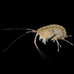 The Biodiversity of Singapore- Amphipoda sp. 33