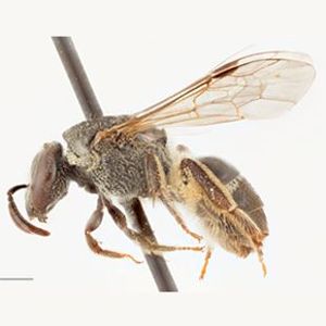 The Biodiversity of Singapore- Patellapis (Pachyhalictus) intricata