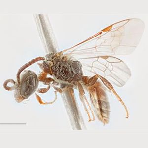 The Biodiversity of Singapore- Sphecodes sp. 3