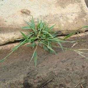 The Biodiversity of Singapore- Digitaria longiflora