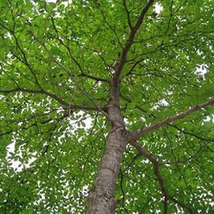 The Biodiversity of Singapore- Terminalia ivorensis