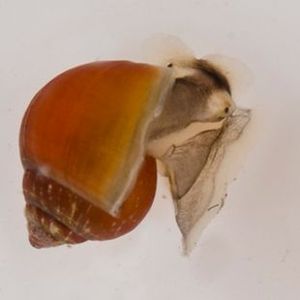 The Biodiversity of Singapore- Assiminea sp. 1