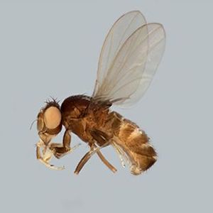 The Biodiversity of Singapore- Drosophilidae sp. ZRC_BDP0090057