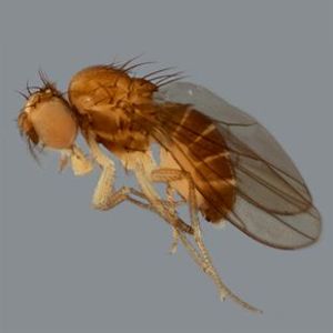 The Biodiversity of Singapore- Scaptomyza? sp. ZRC_BDP0090612