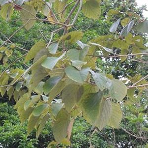 The Biodiversity of Singapore- Gmelina arborea