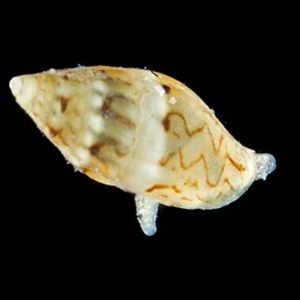 The Biodiversity of Singapore- Columbellidae sp. 4